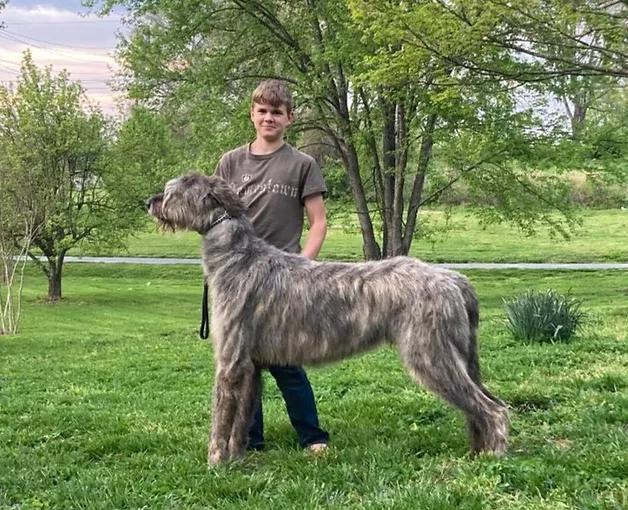 Hounds of Ravenhill in Tennessee | Irish Wolfhound puppies | Good Dog