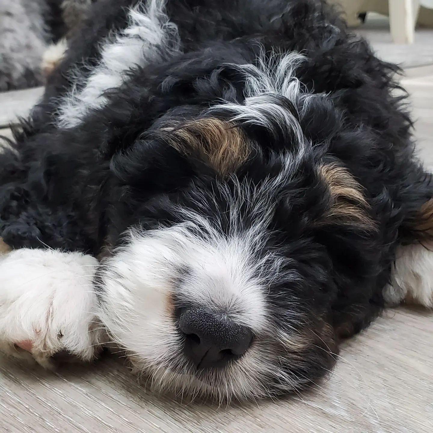 Saltwater Doodles in Utah | Bernedoodle, Aussiedoodle or Double Doodle ...