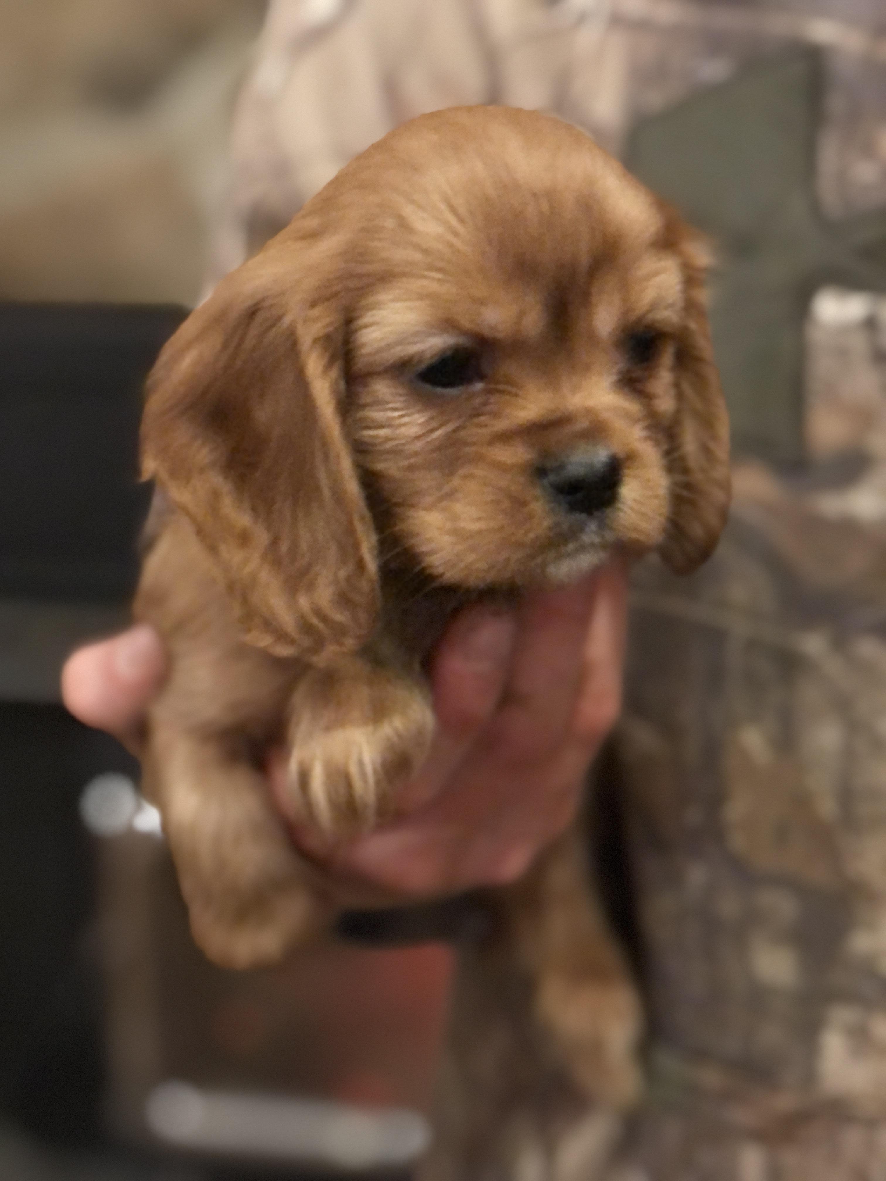 Country Goldens and Mountain Top Cavaliers in Tennessee | Cavalier King ...