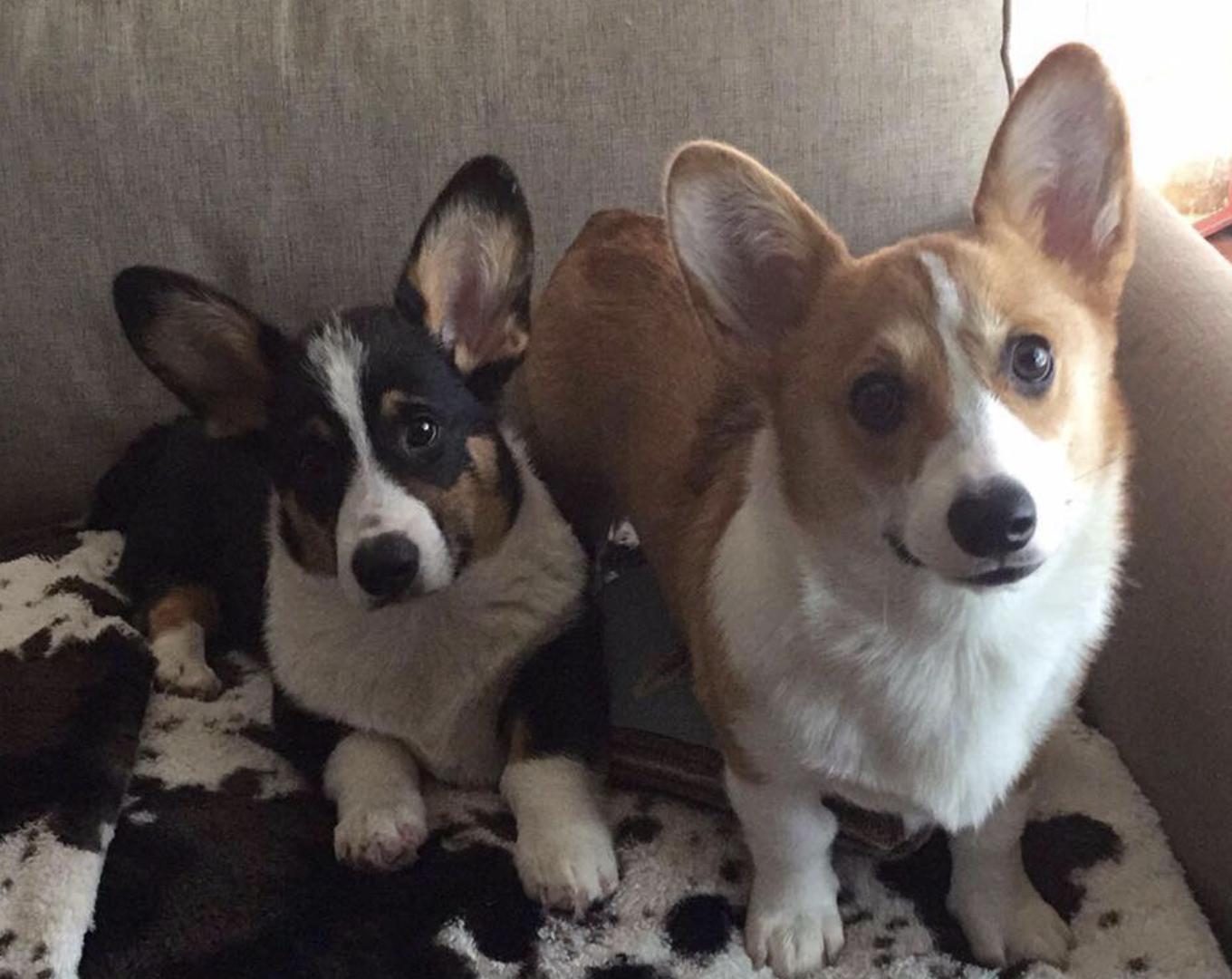 Hercules Haven Corgis in Florida | Pembroke Welsh Corgi puppies | Good Dog