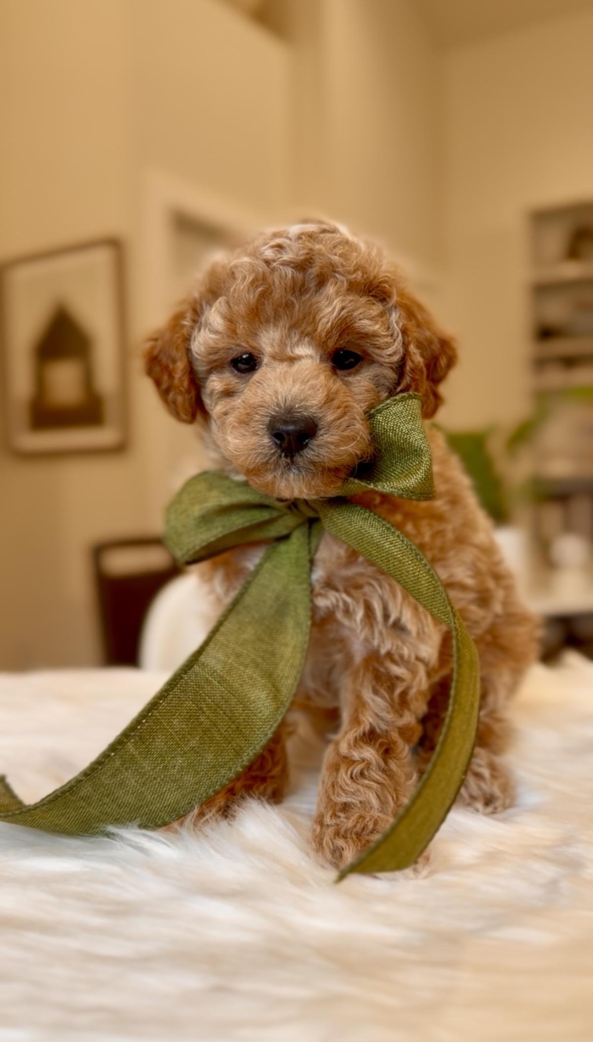 Lavish Poodles in Oregon | Poodle puppies | Good Dog