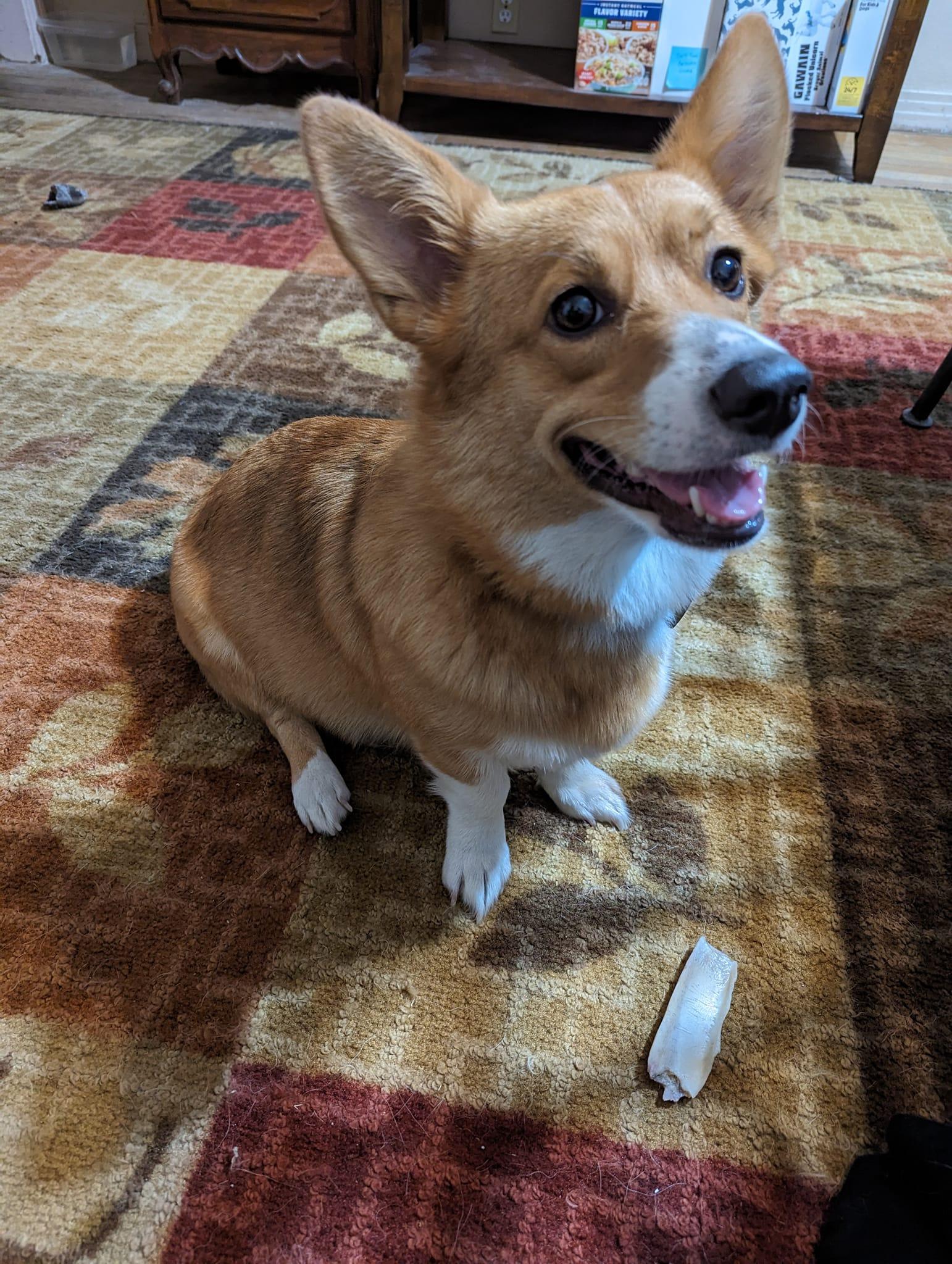 Disco Corgis in Texas | Pembroke Welsh Corgi puppies | Good Dog