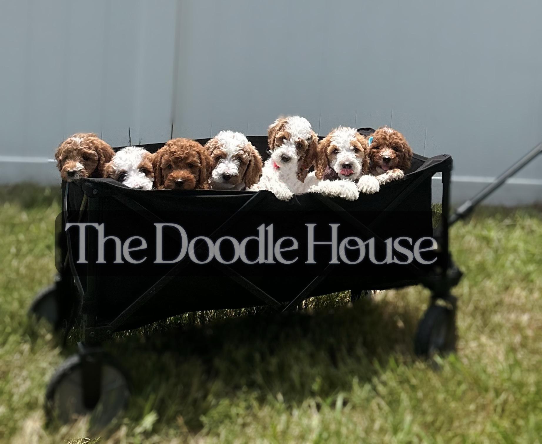 The Doodle House in Florida | Goldendoodle puppies | Good Dog