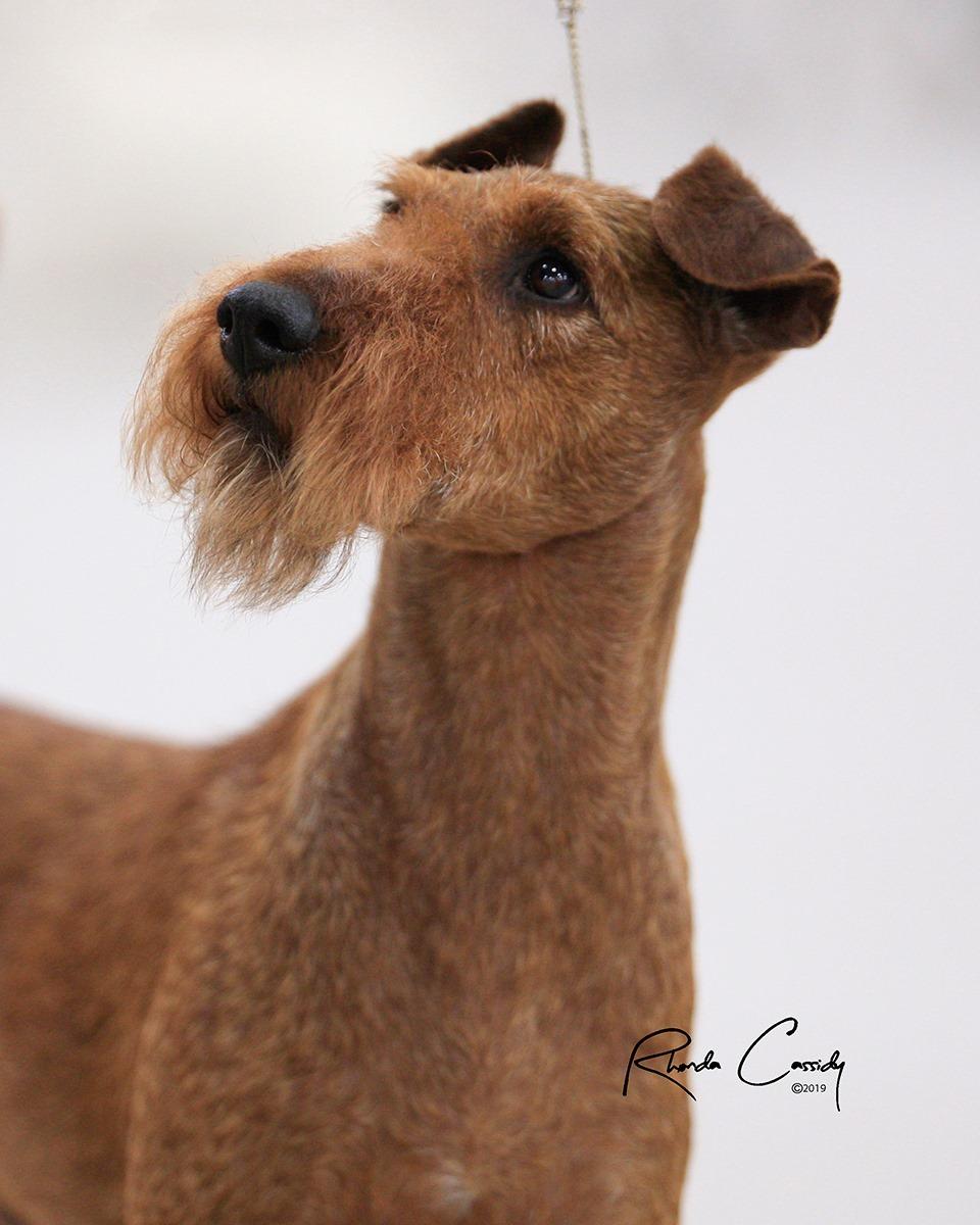 Terri VandeZande's Irish Terriers in Michigan | Irish Terrier puppies ...