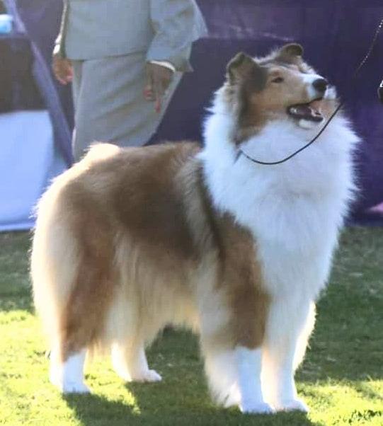 Stoneypoint Collies in California | Collie puppies | Good Dog