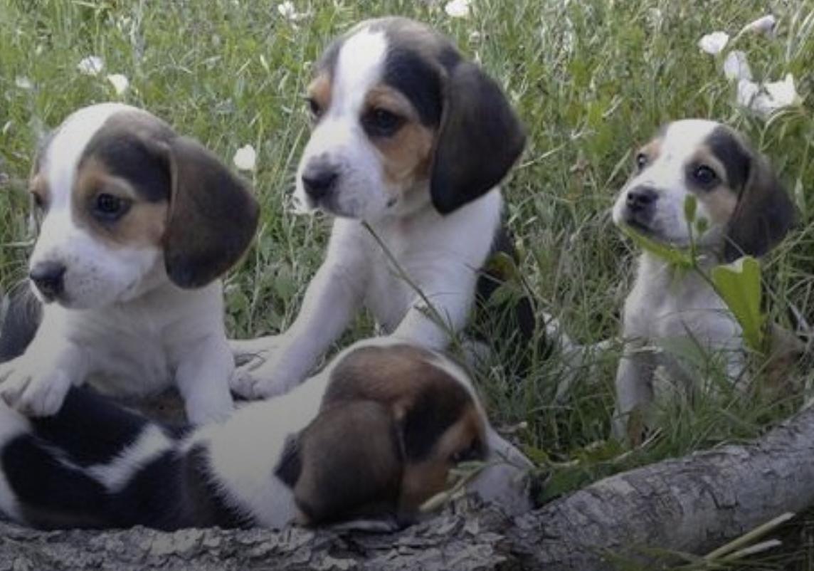 Houston’s Howlin’ Hounds in Texas | Beagle and German Shorthaired ...