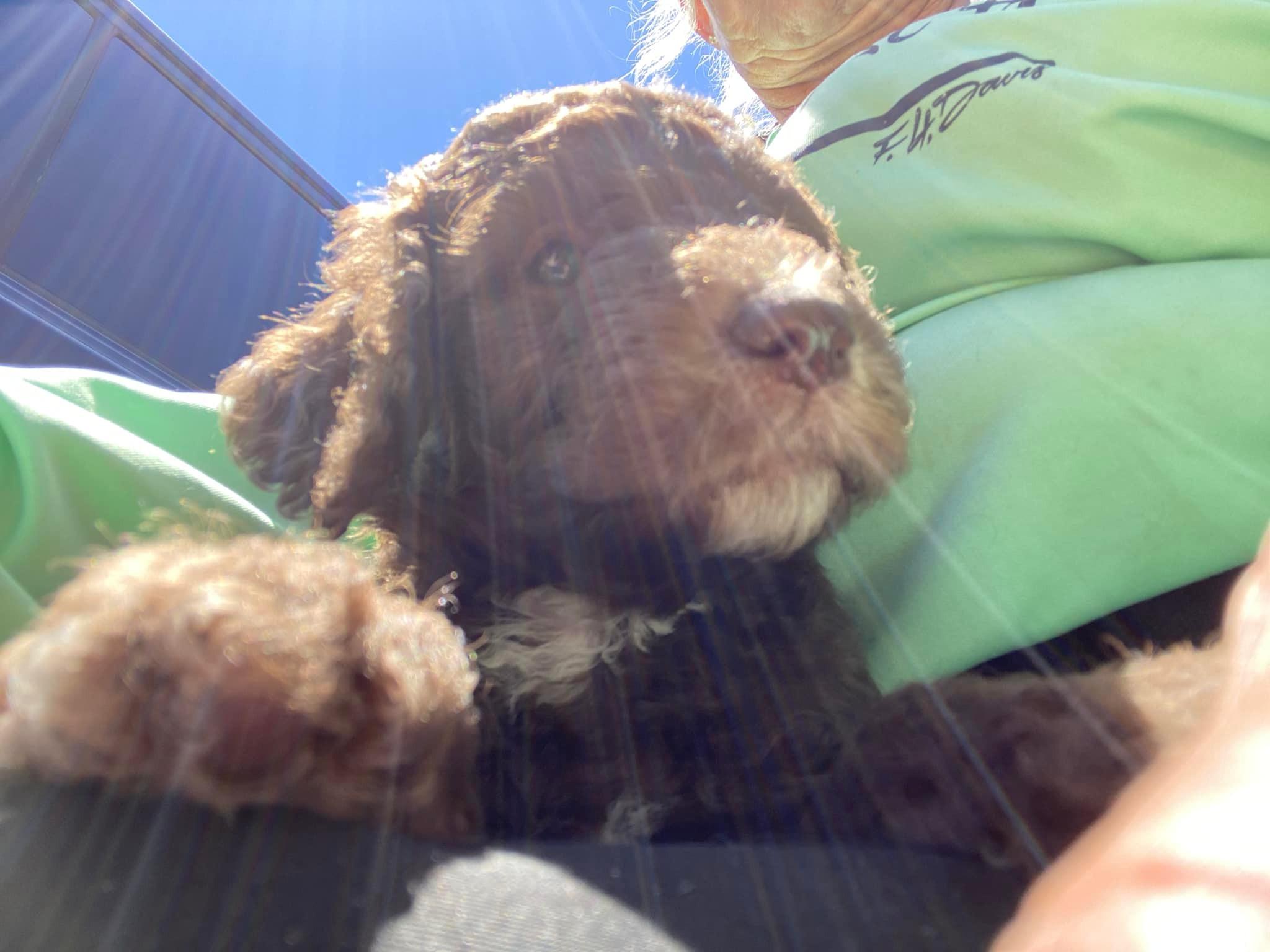 Shooting Star Standard Poodles in Florida | Poodle puppies | Good Dog