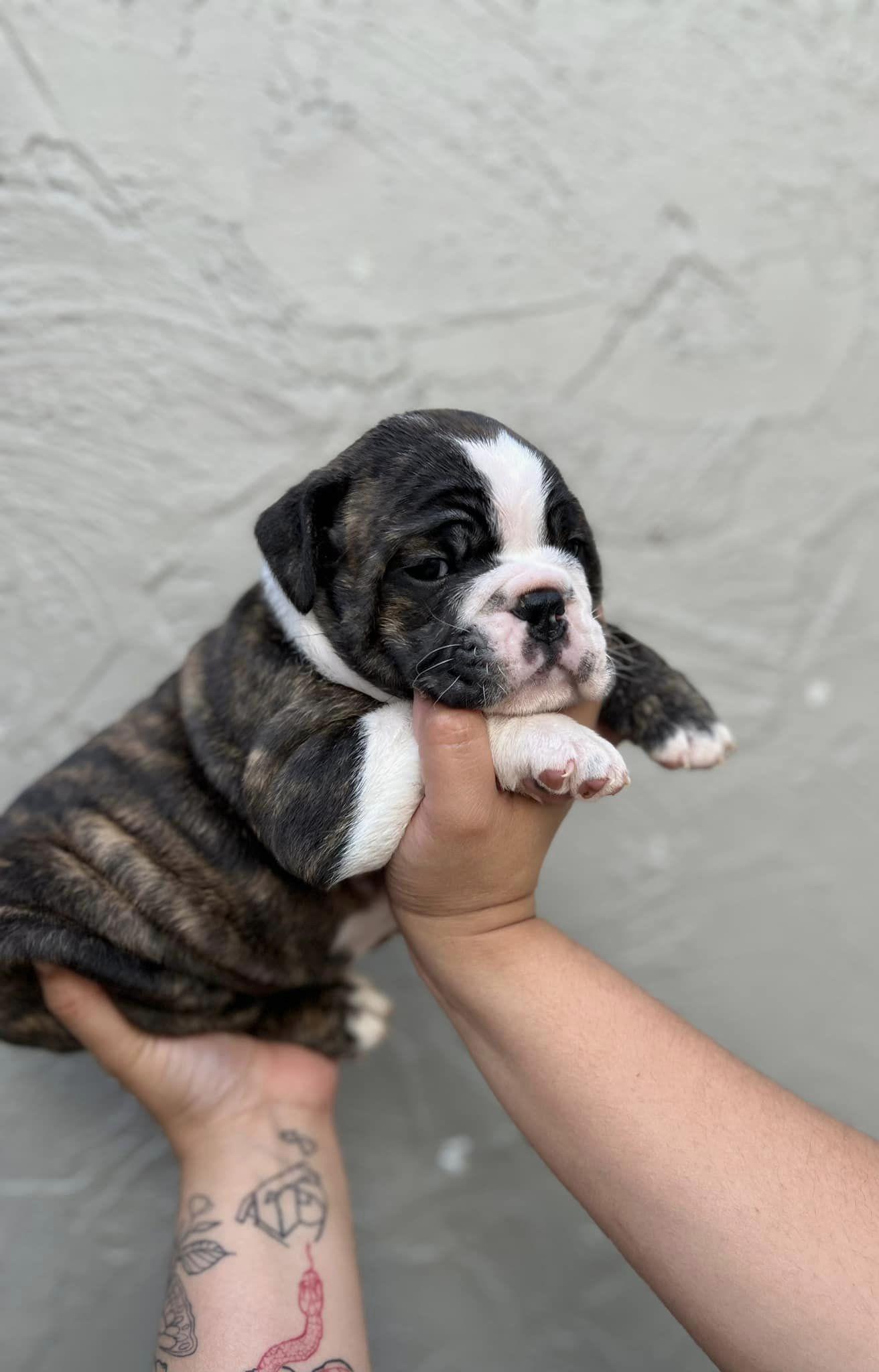 DreamBullys in Utah | Bulldog puppies | Good Dog