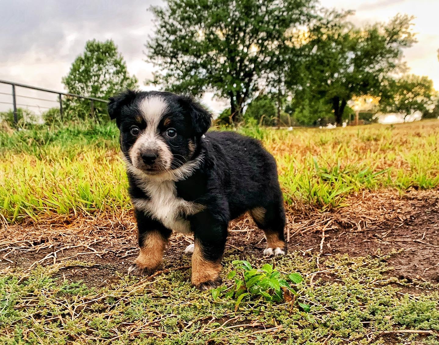 North Texas Aussies in Texas | Australian Shepherd, Miniature ...