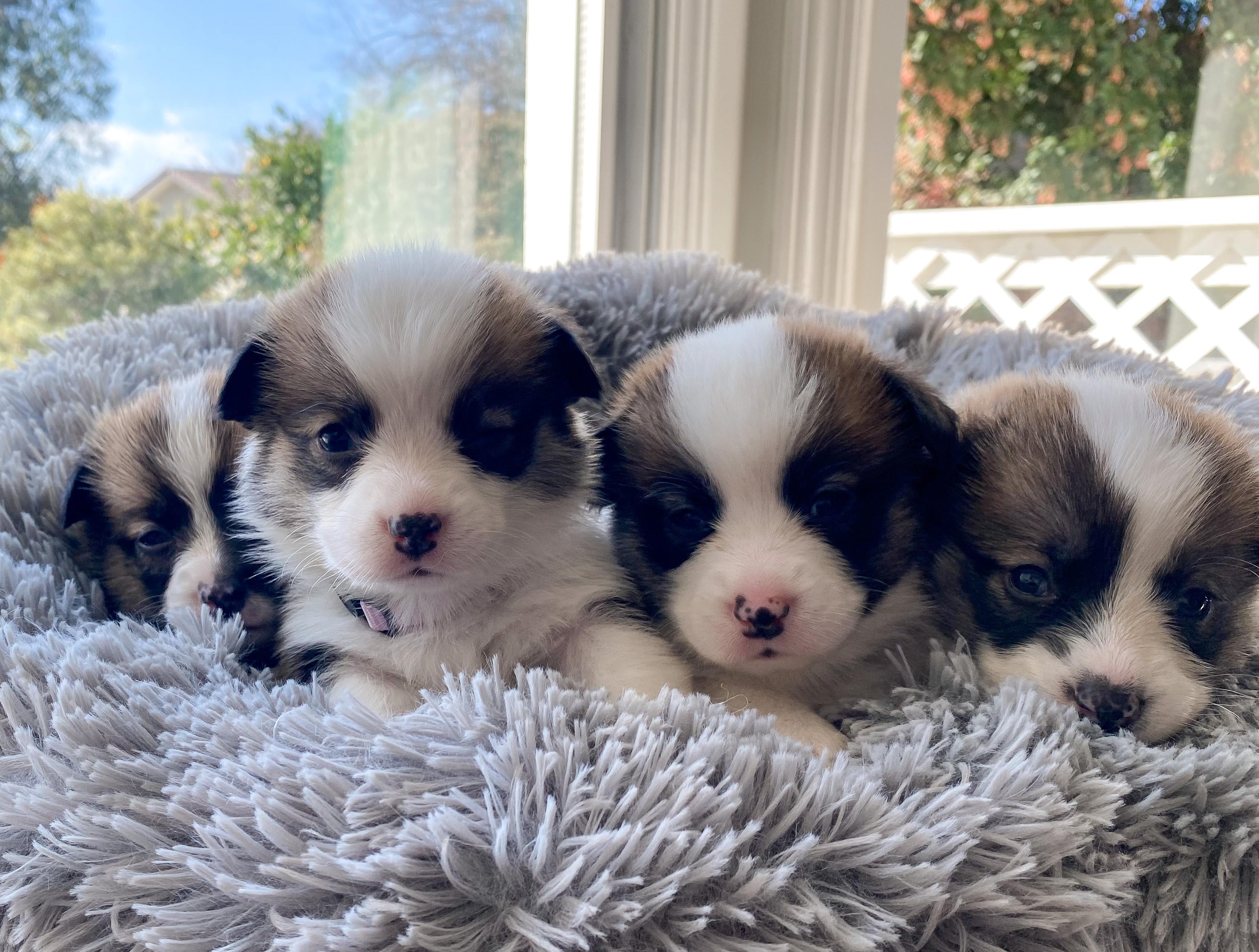 Campbell Creek Corgis in California | Pembroke Welsh Corgi puppies ...