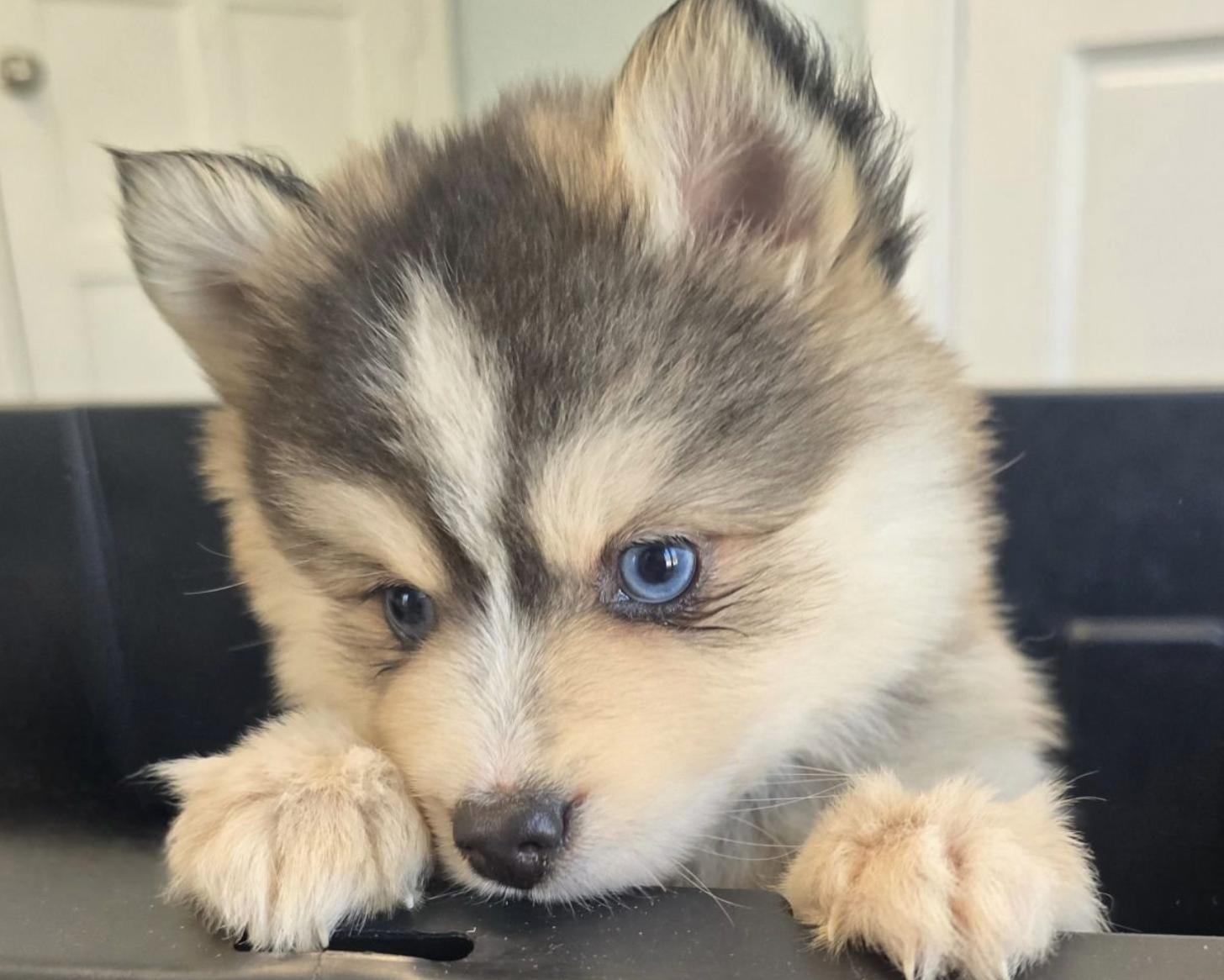 Precious Paws Pomskies in North Carolina | Pomsky puppies | Good Dog