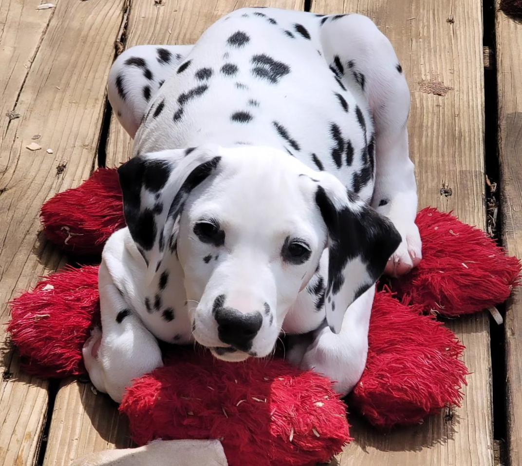 Developing Spots & Happy Dals in Missouri | Dalmatian puppies | Good Dog