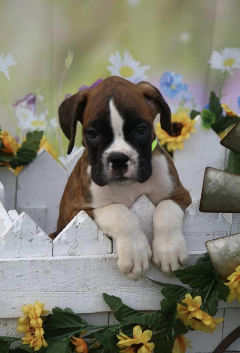 Dream Work Boxers in | Boxer puppies | Good Dog