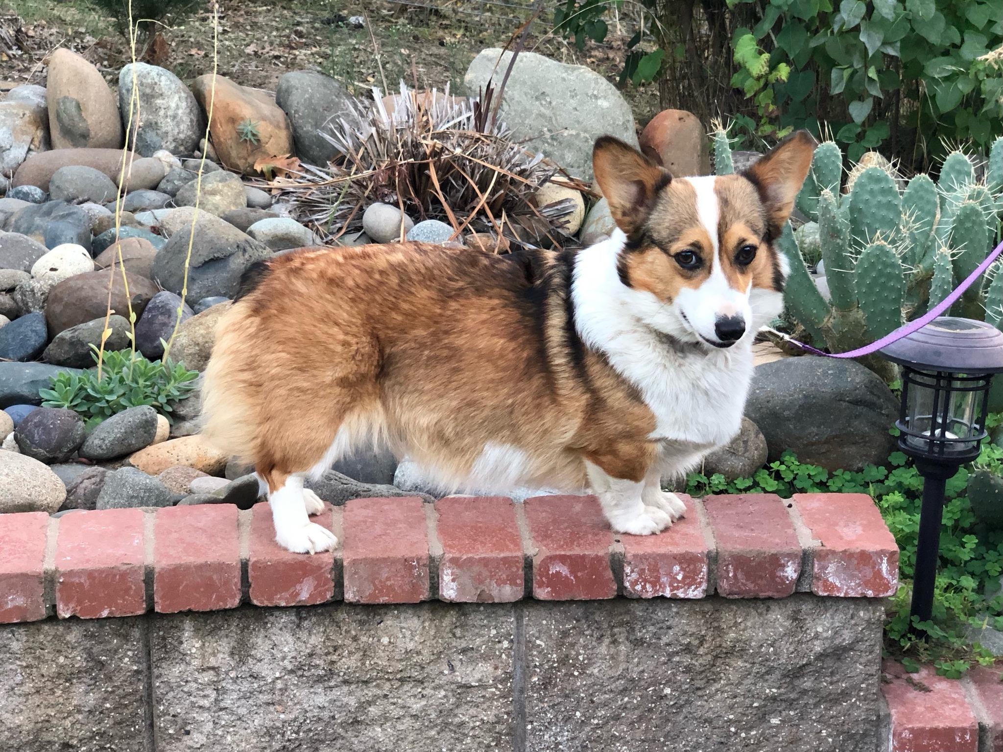 Muletown Corgis in California | Pembroke Welsh Corgi puppies | Good Dog