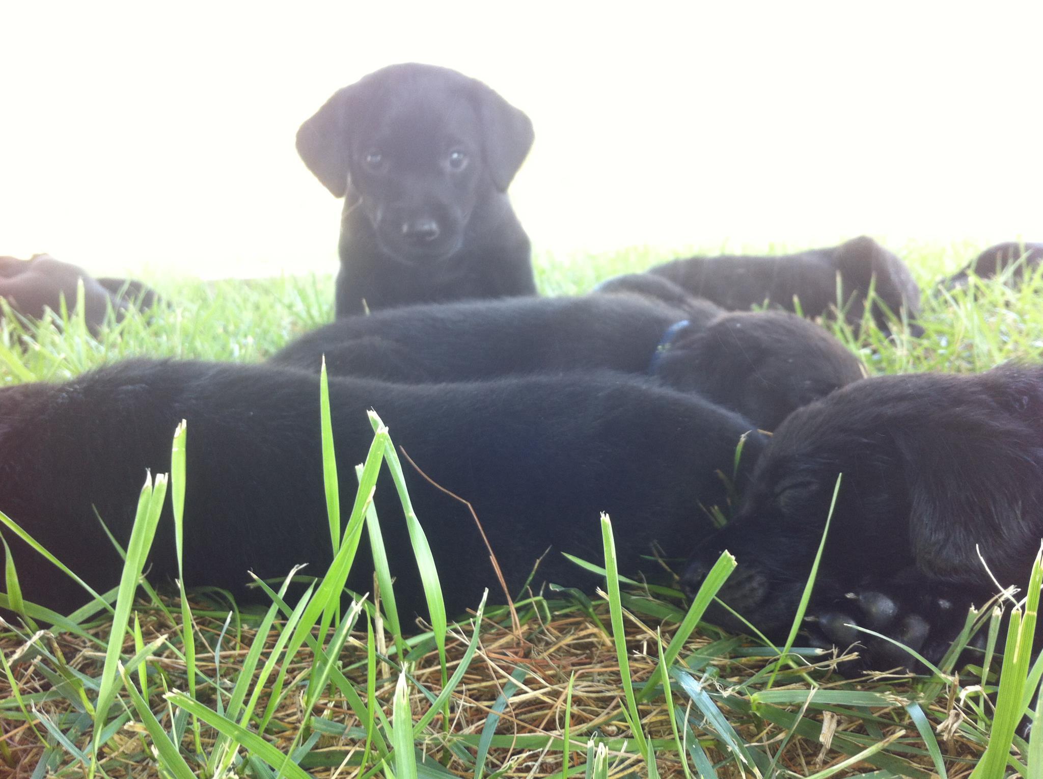 Missouri Muddy Paws Kennel in Missouri | Labrador Retriever puppies ...