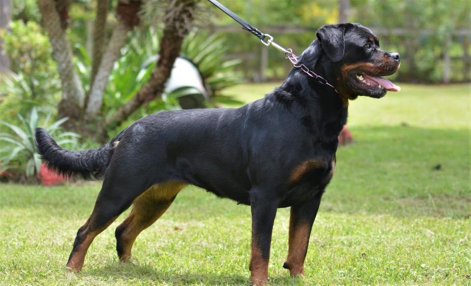 Von Muntz Rottweilers in Florida | Rottweiler puppies | Good Dog