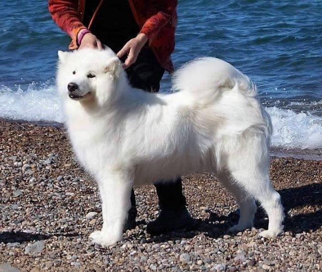 Solid Gold Samoyeds in Michigan | Samoyed puppies | Good Dog