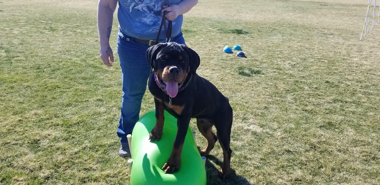 Casa de Elias Rottweilers in Arizona | Rottweiler puppies | Good Dog