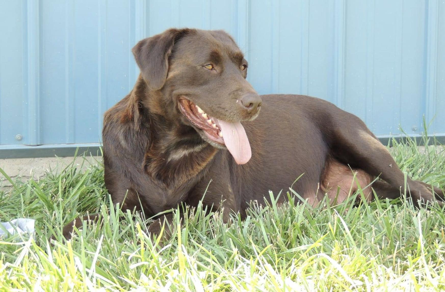 Prairie Ridge Kennel in Kansas | Labrador Retriever and Pomeranian ...