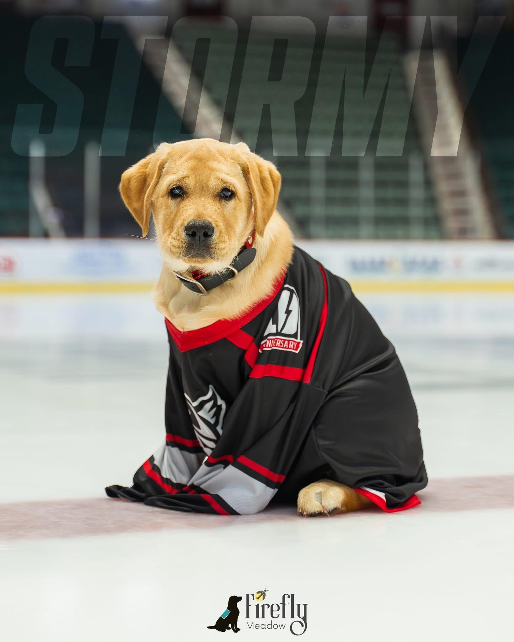 Lasani’s Labradors in New York | Labrador Retriever puppies | Good Dog