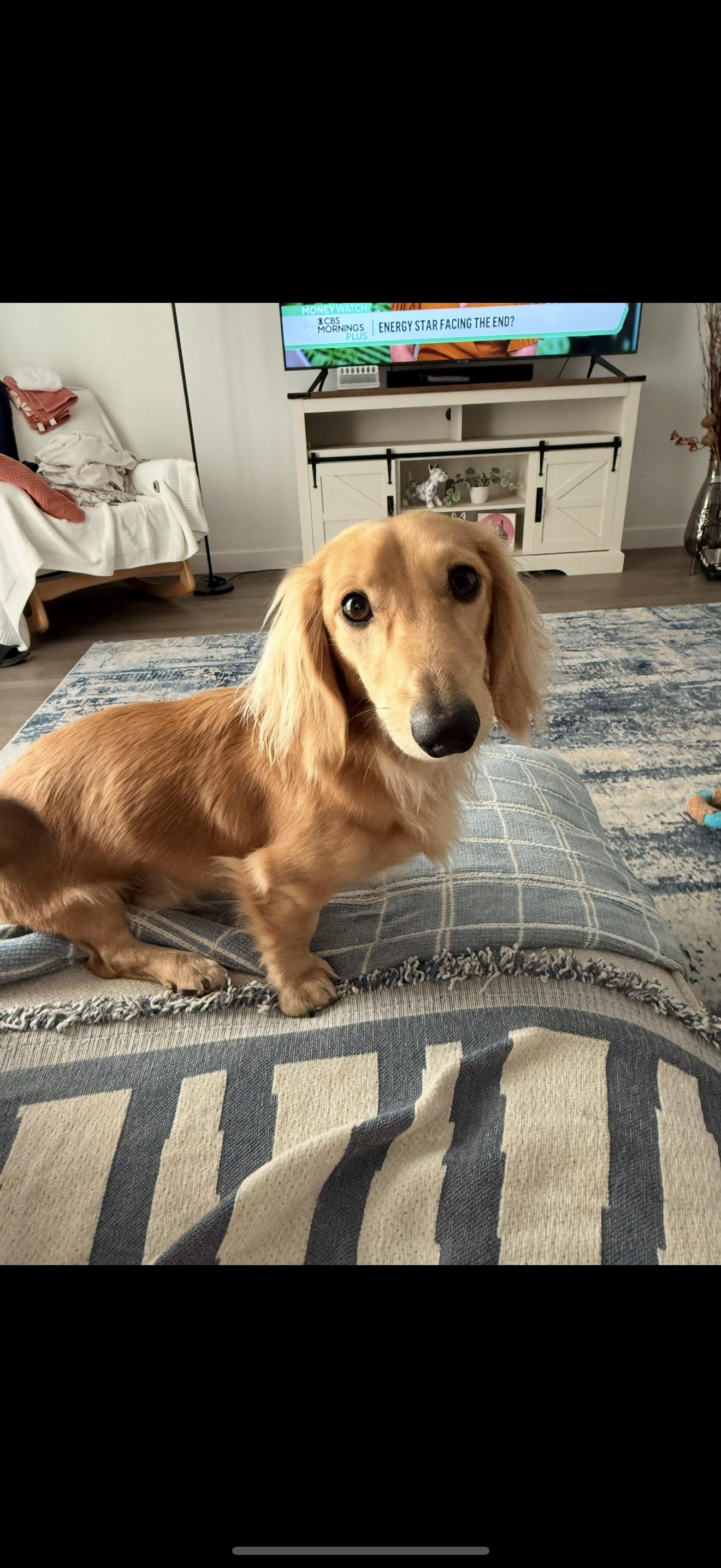 Tucson Dachshund Co. in Arizona | Dachshund puppies | Good Dog