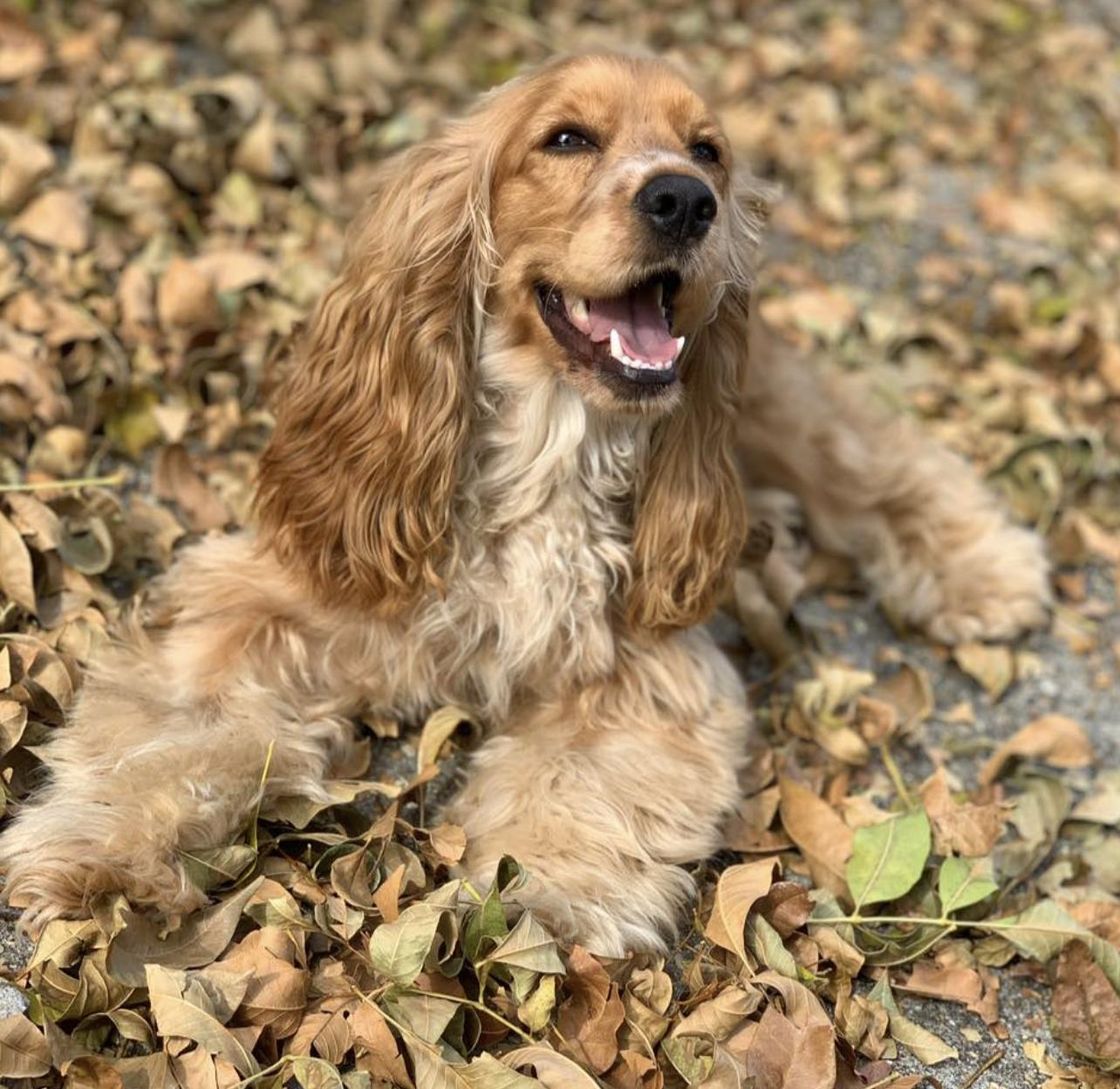 Carino's Cocker Kennel in Texas | Cocker Spaniel puppies | Good Dog