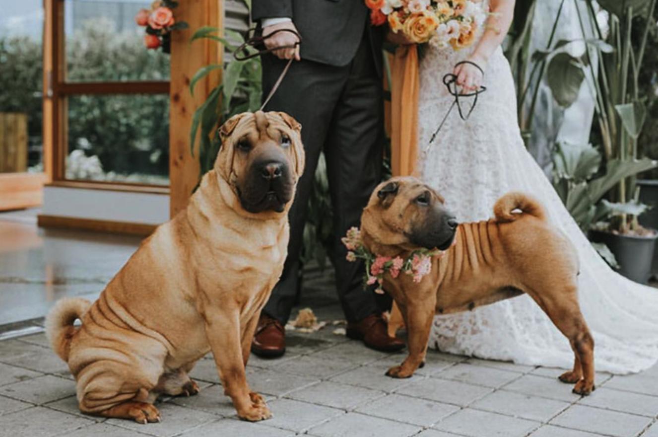 Dee Dee Wells's Chinese Shar-Pei in Oregon | Chinese Shar-Pei puppies ...