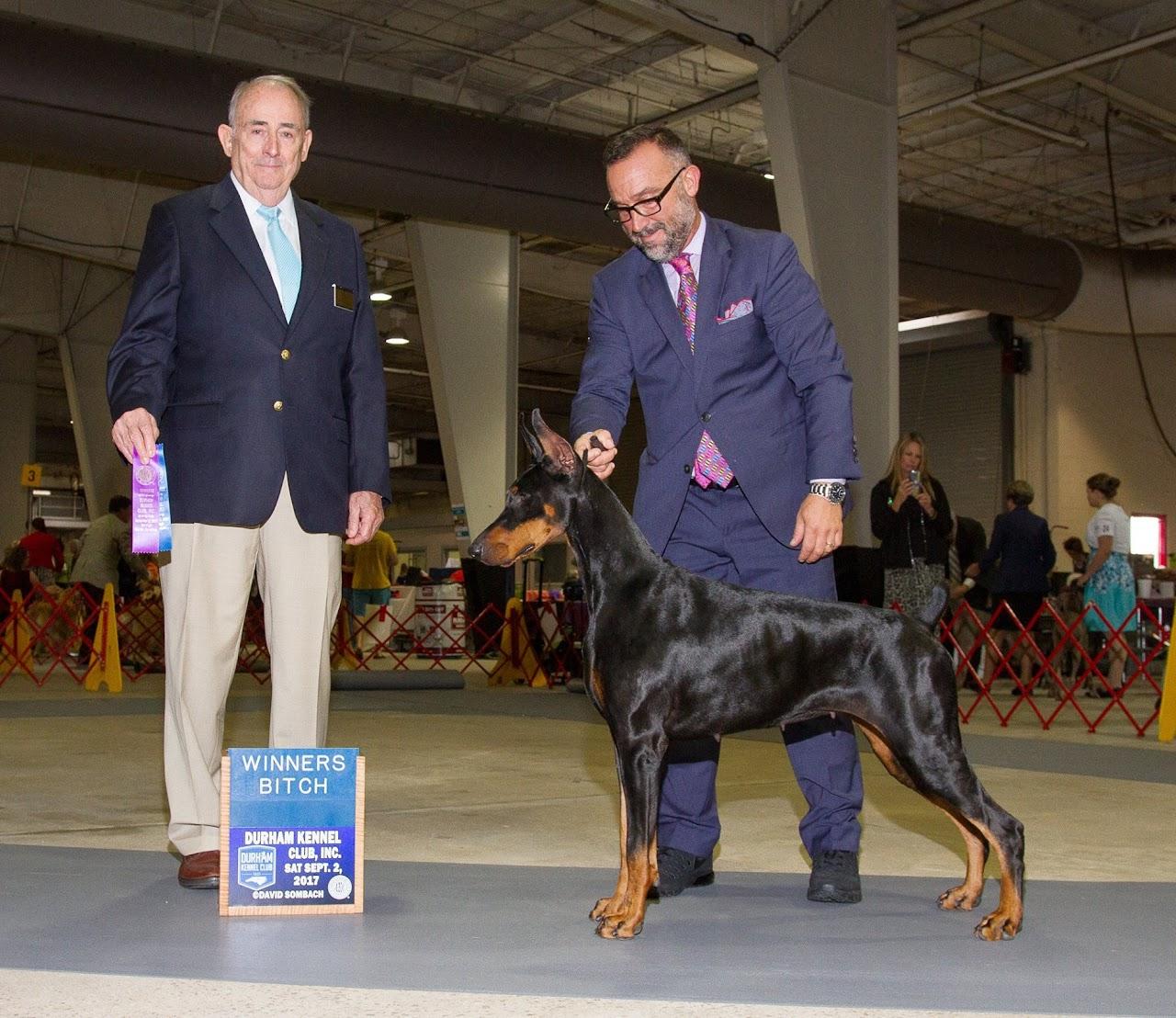 Treasure Seeker Dobermans in North Carolina | Doberman Pinscher puppies ...