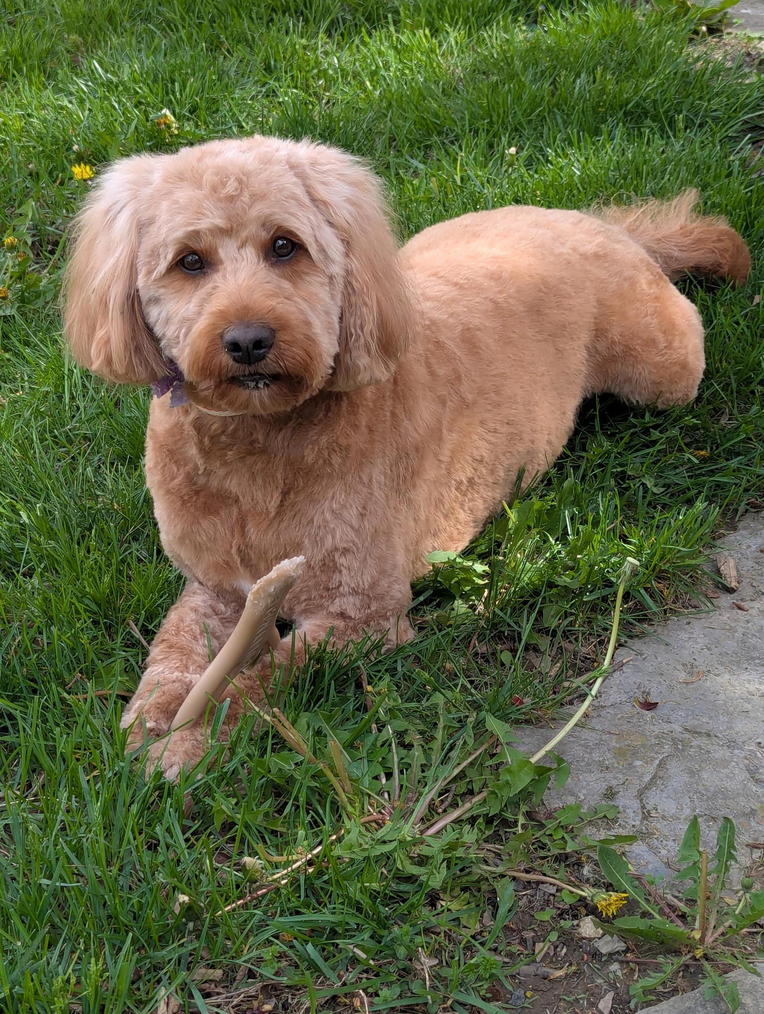 Wurster's Mini Wee Doodles in Ohio | Goldendoodle puppies | Good Dog