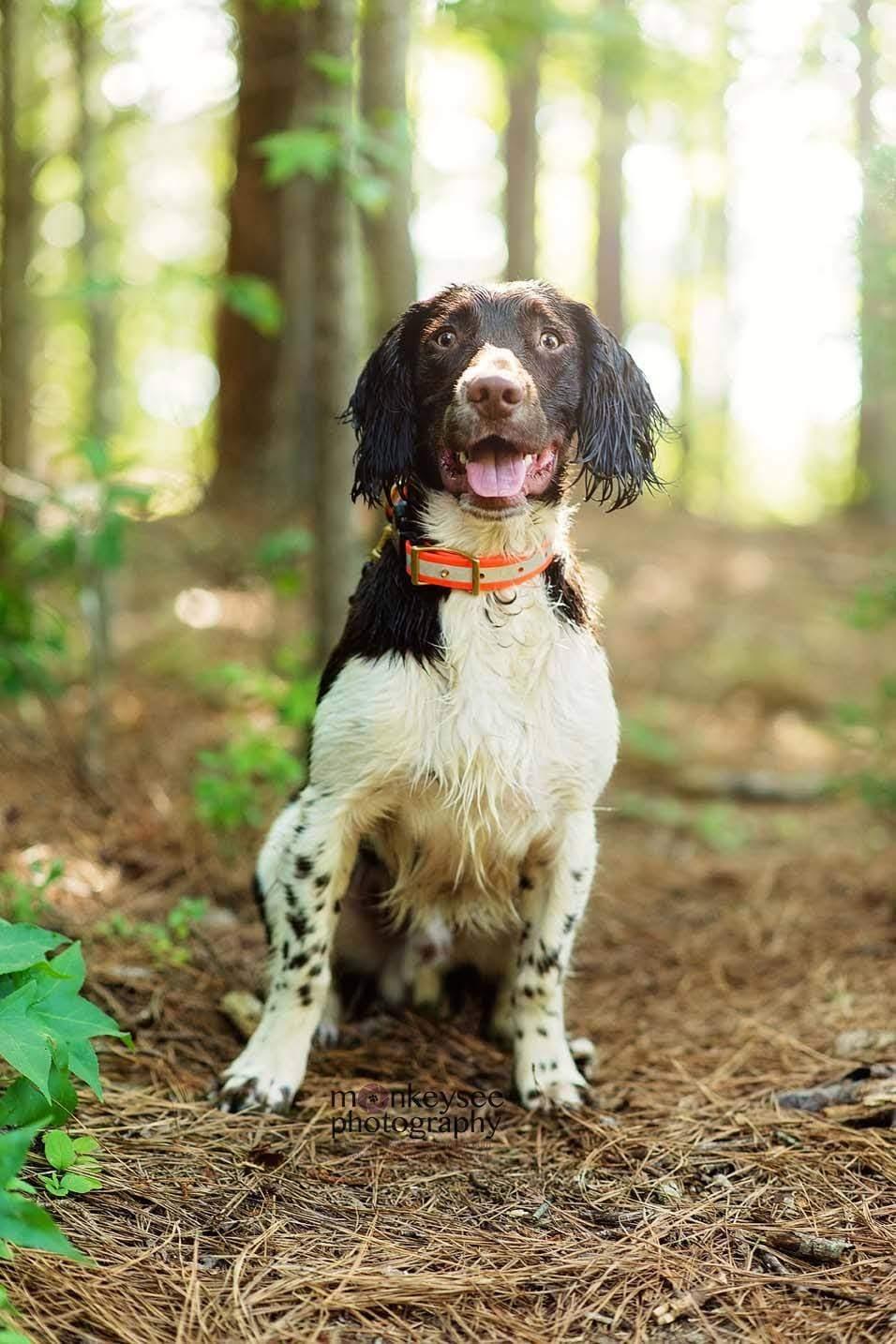 Harenberg Working Dogs in North Carolina | English Springer Spaniel ...