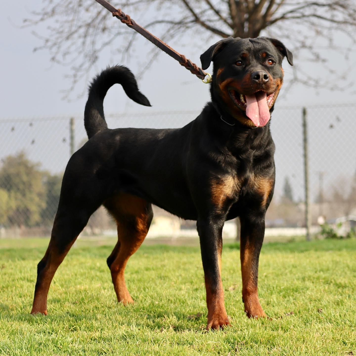 Top Notch K9s in California | Rottweiler puppies | Good Dog