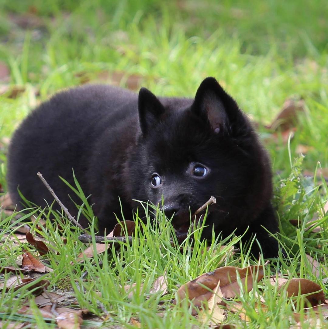 Safari Schipperkes in Texas | Schipperke puppies | Good Dog