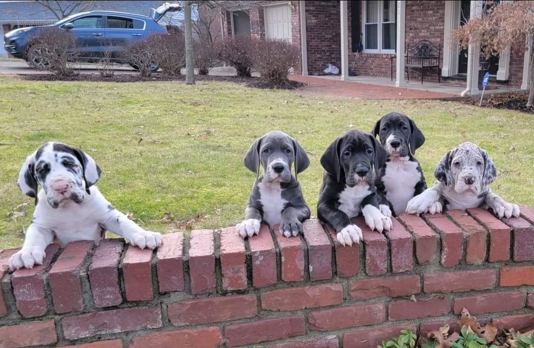 Chuck City Danes & Yorkies in West Virginia | Great Dane and Yorkshire ...