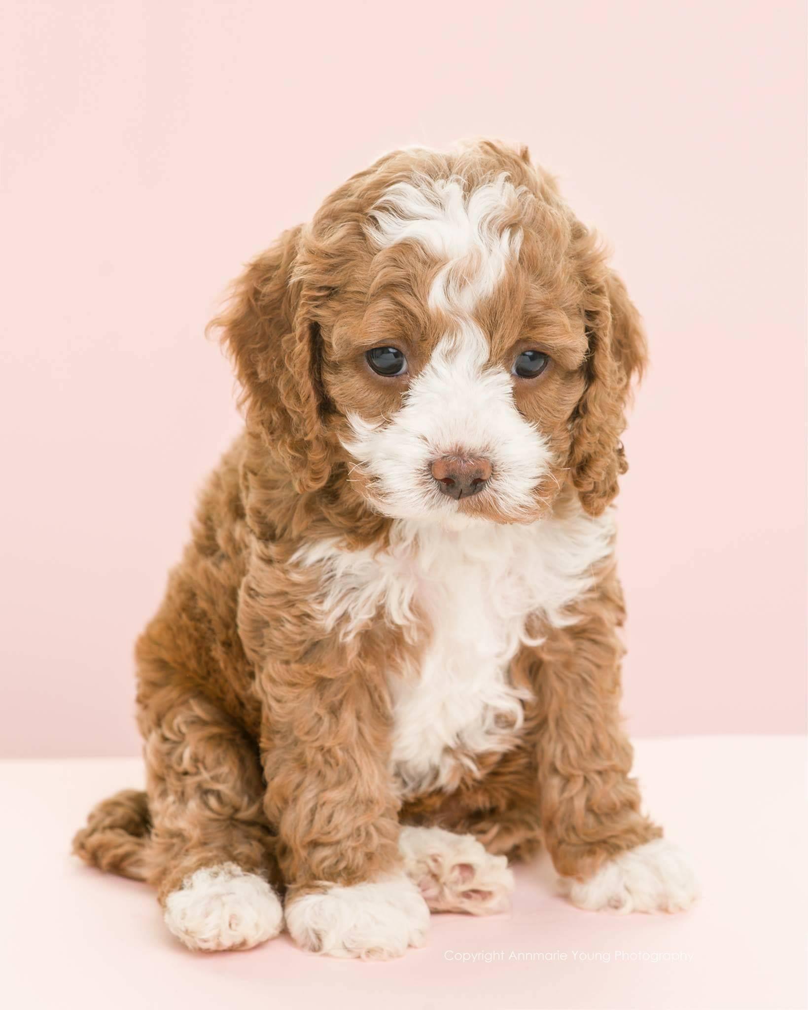 Eden Dog in Texas | Cockapoo puppies | Good Dog