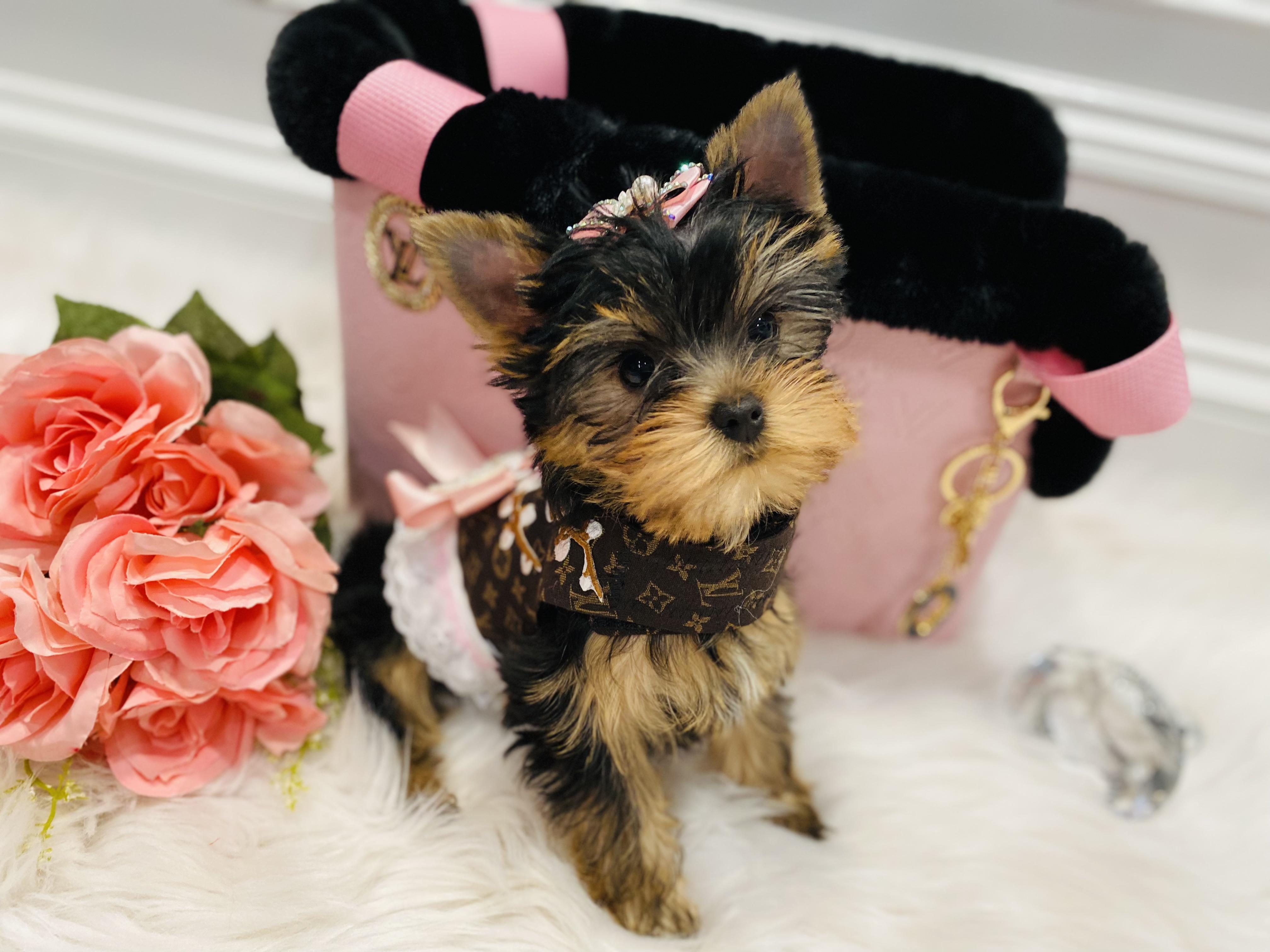 Green Mountain Designer Yorkies in Vermont | Yorkshire Terrier puppies ...