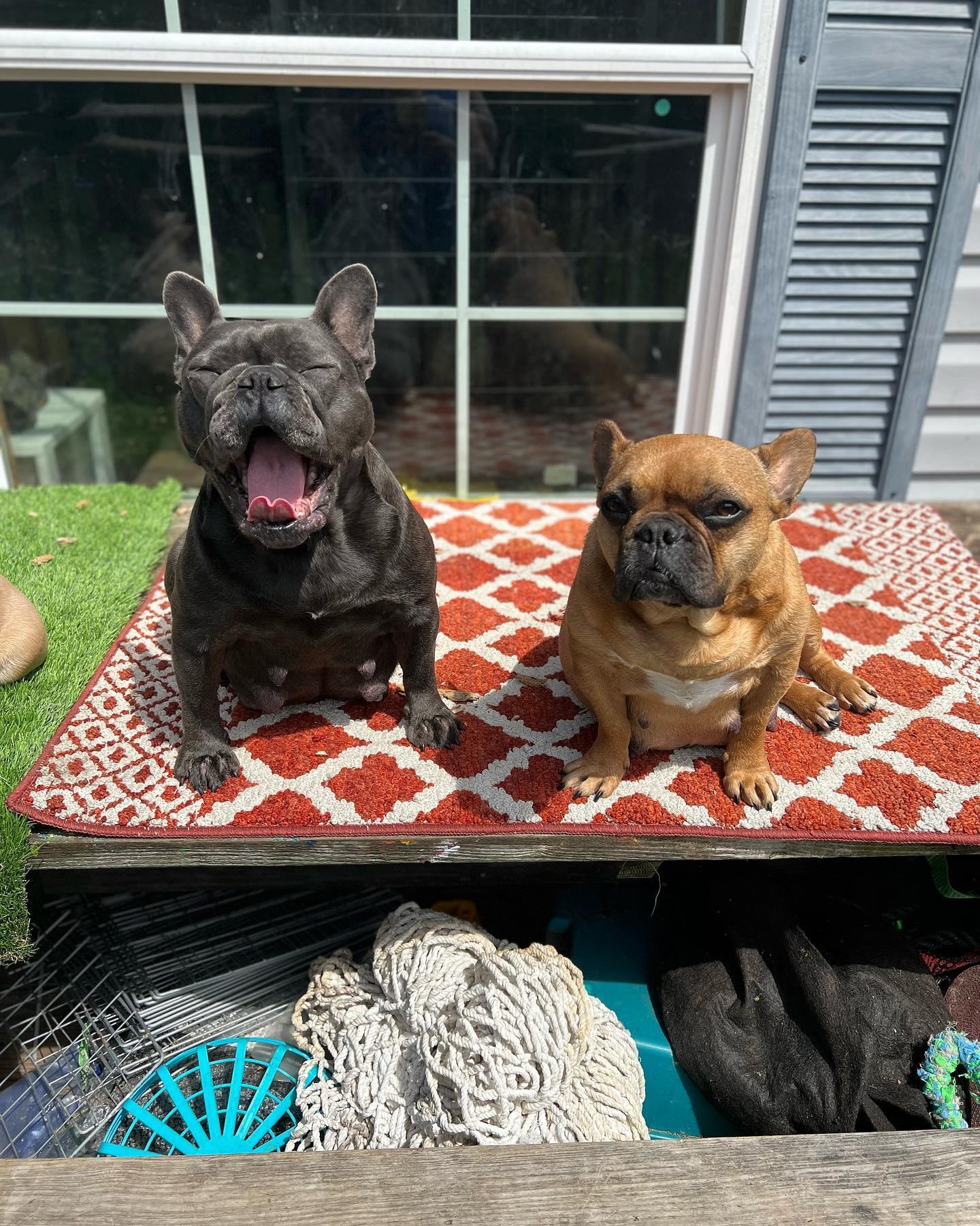 Tapestry farm in Maine | French Bulldog puppies | Good Dog