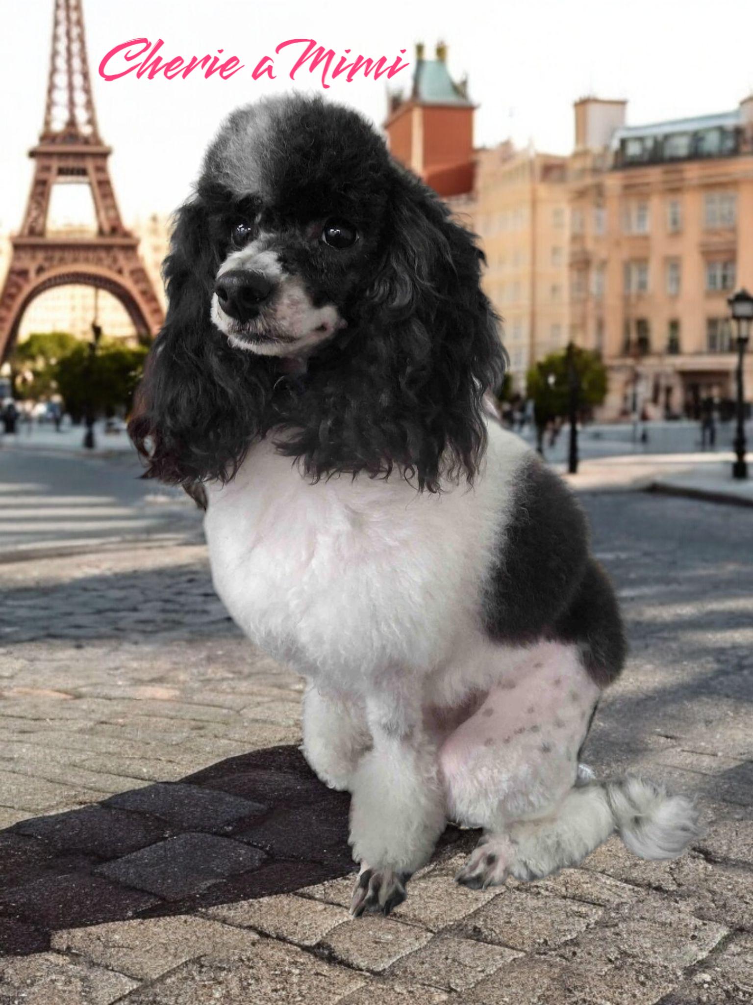 Cherie a Mimi Dogs in Wyoming | Poodle puppies | Good Dog