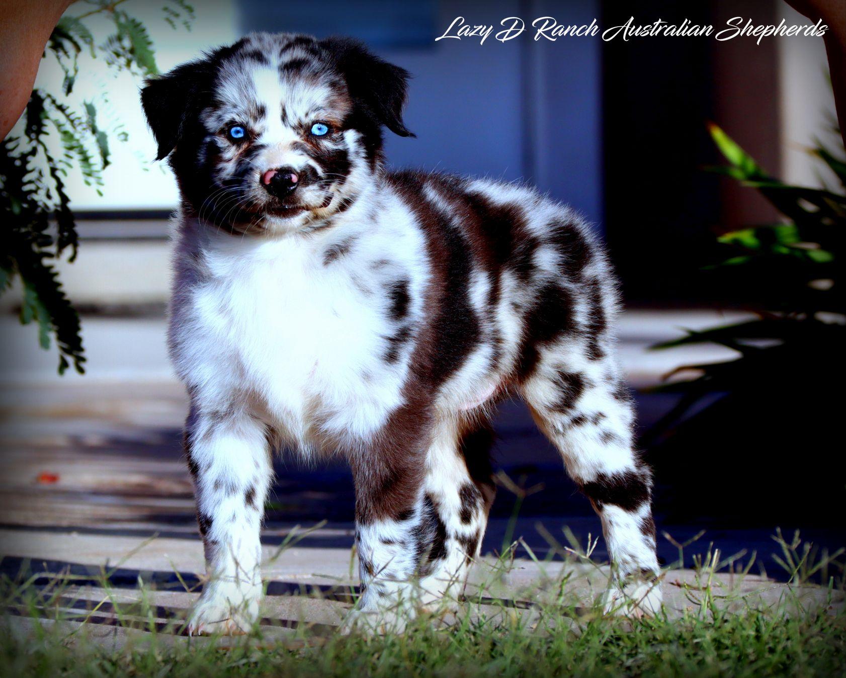 Lazy D Ranch Australian Shepherds in Arizona | Australian Shepherd ...