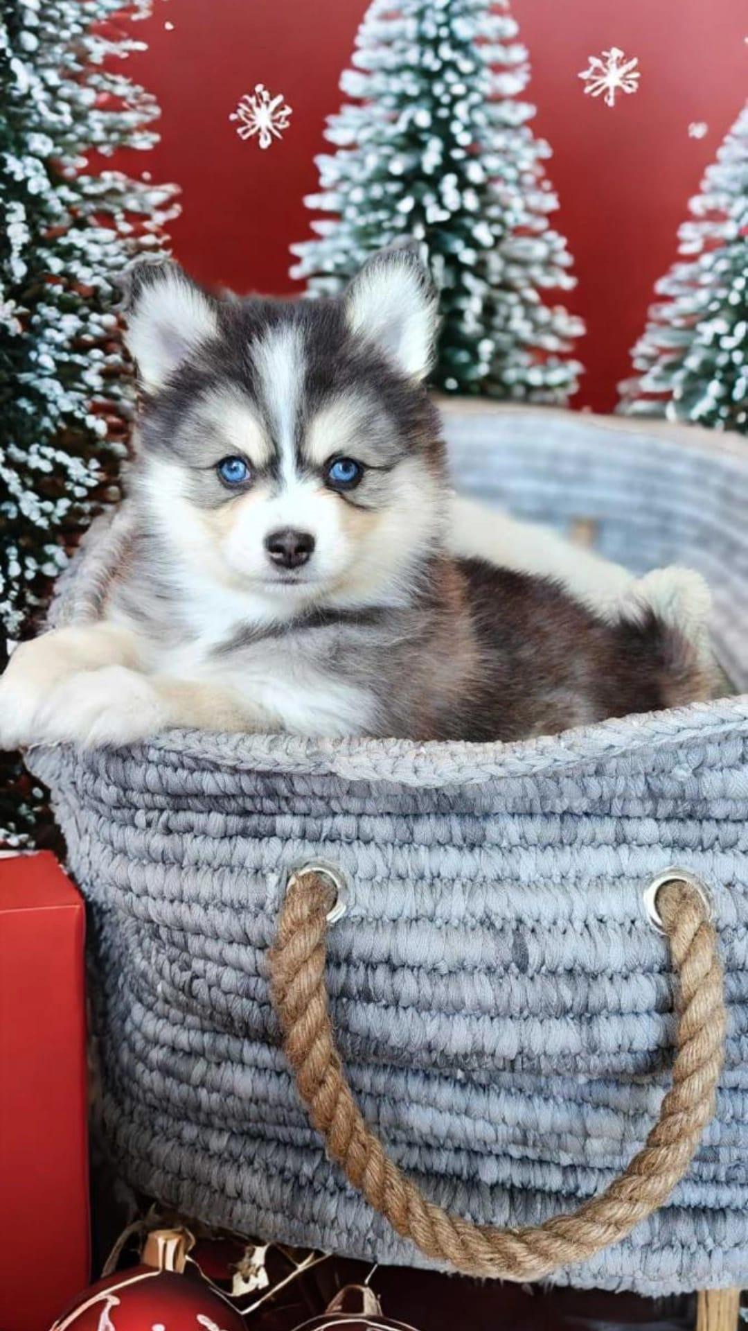 Bluebird House of Pomsky in Minnesota | Pomsky puppies | Good Dog