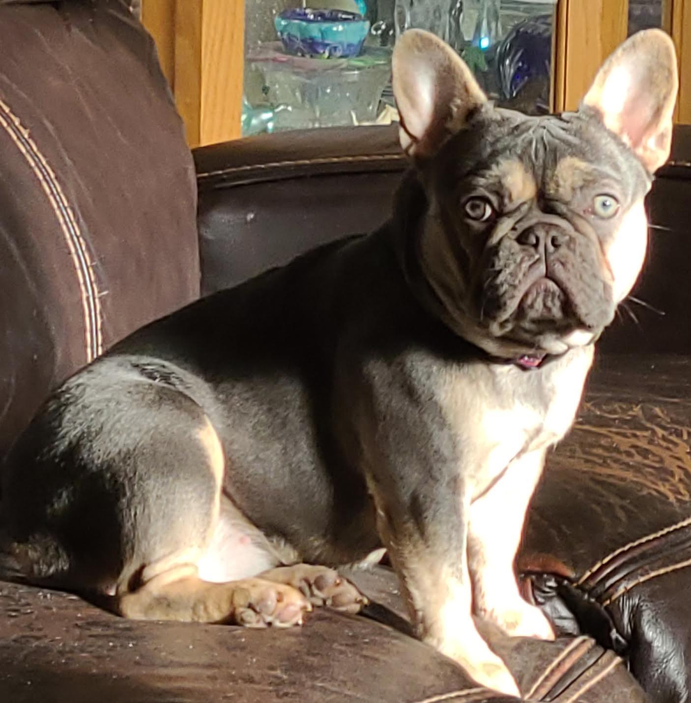 Kristy's French Bulldogs & Mini Schnauzers in Washington | French ...