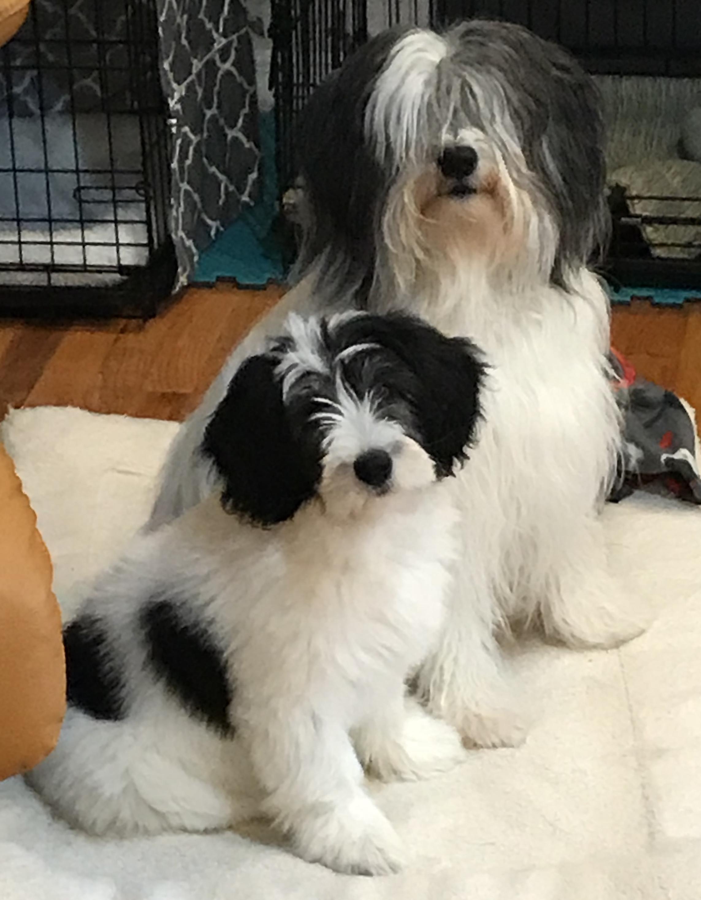 EnchantingPON in Ohio | Polish Lowland Sheepdog puppies | Good Dog