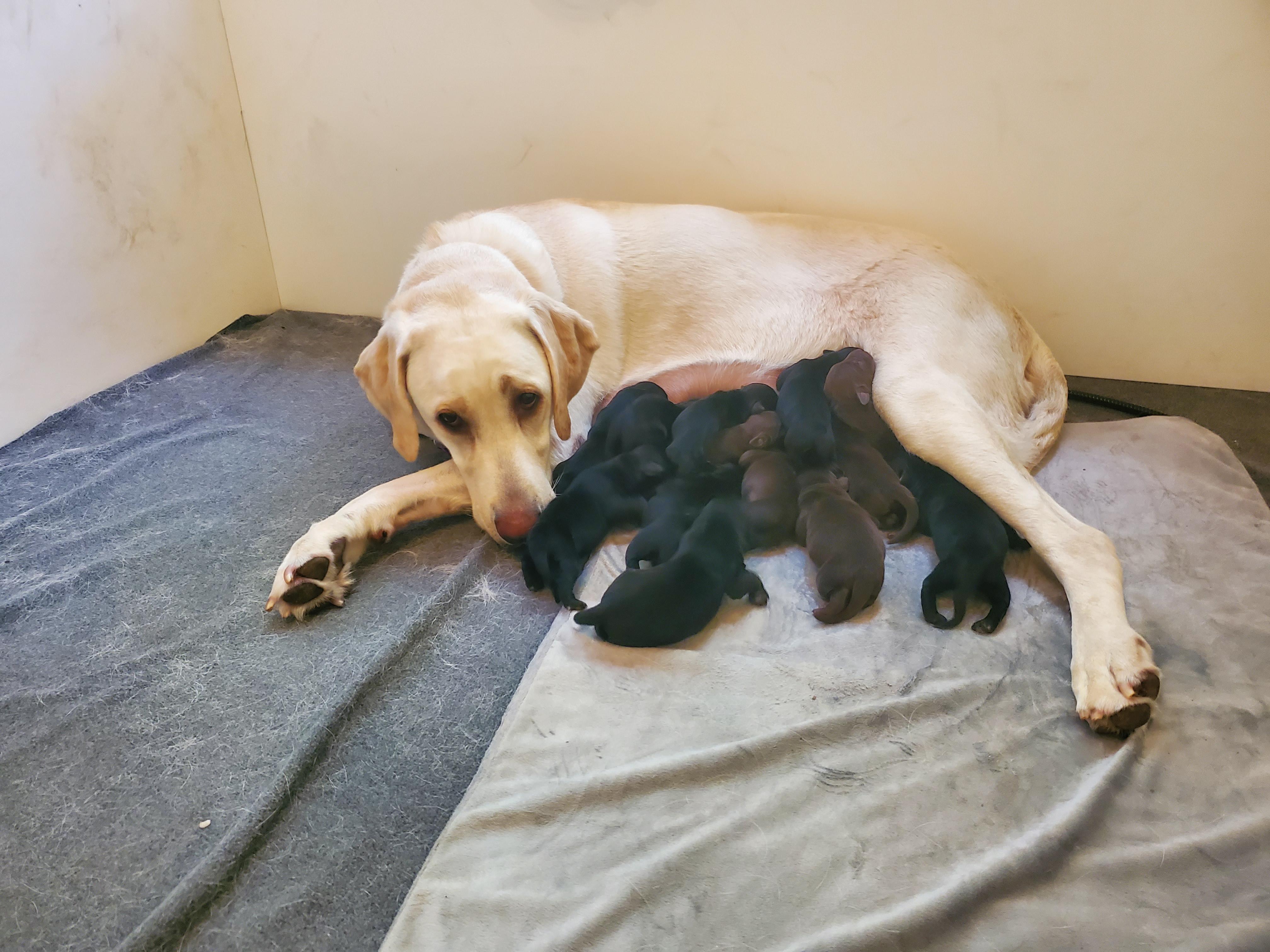 River Ridge Labrador Retrievers in Georgia | Labrador Retriever puppies ...