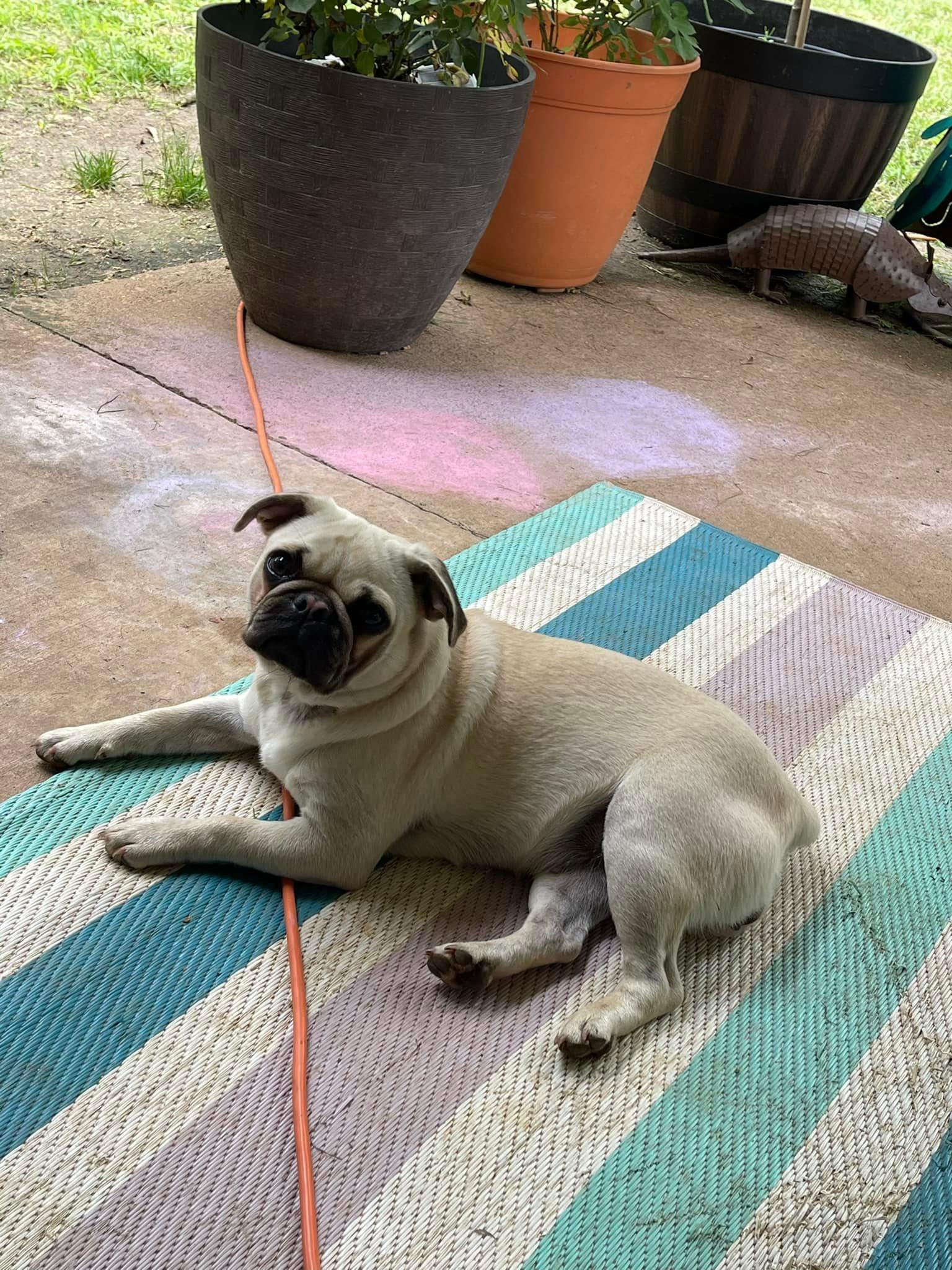 Pug Life in Texas | Pug puppies | Good Dog