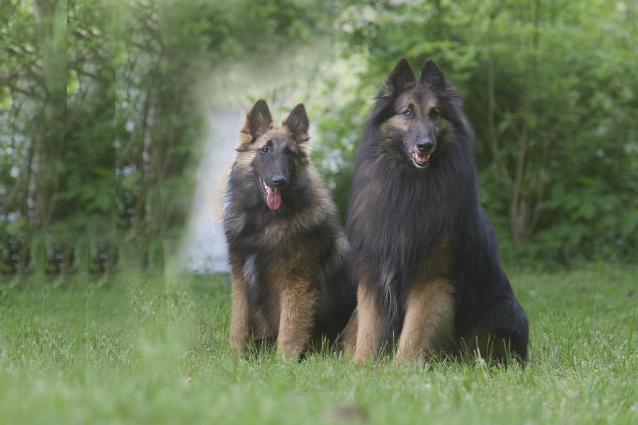 Aftershock Belgians in Ohio | Belgian Tervuren puppies | Good Dog