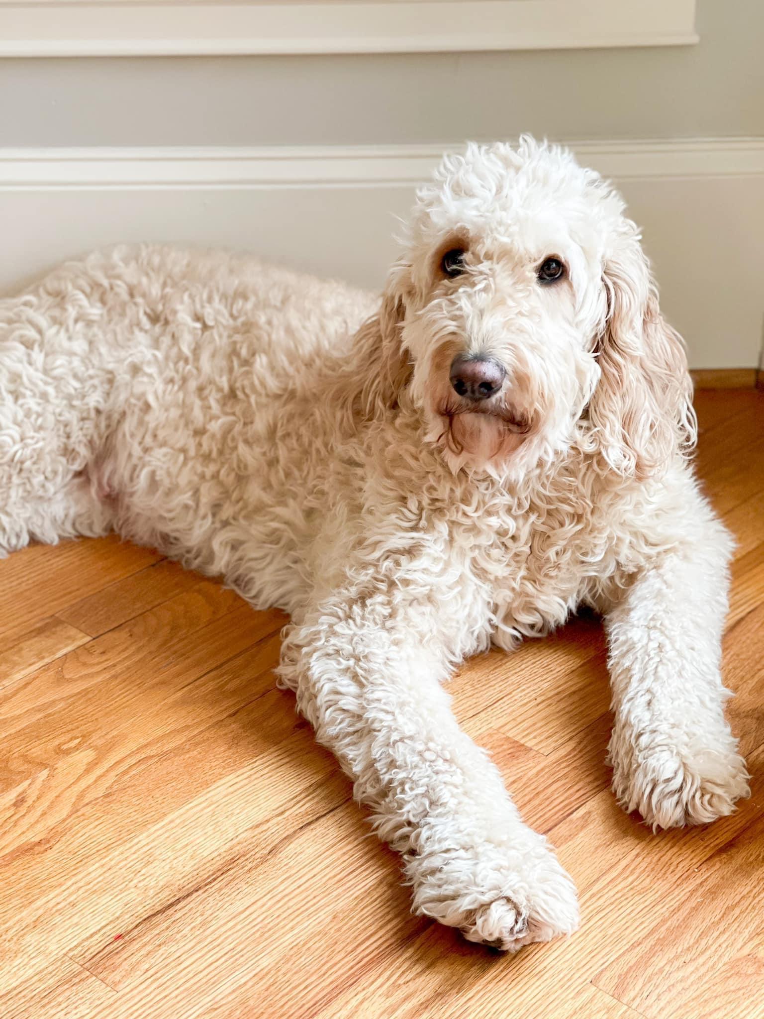 Mae’s Doodles of Georgia in Georgia | Bernedoodle and Goldendoodle ...