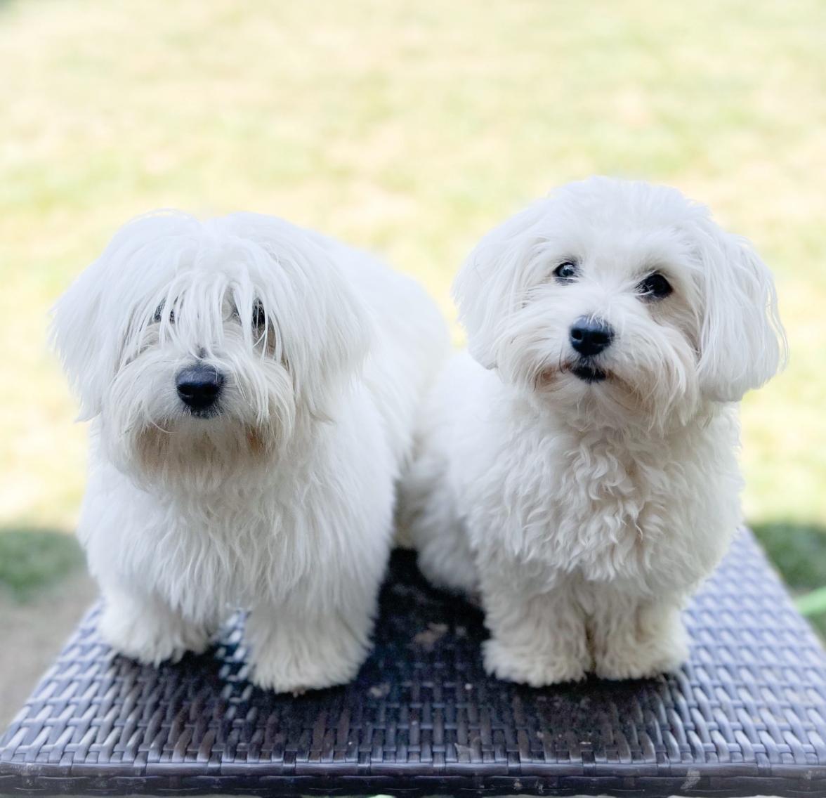 Daisy Lynn Cotons in Virginia | Coton de Tulear puppies | Good Dog