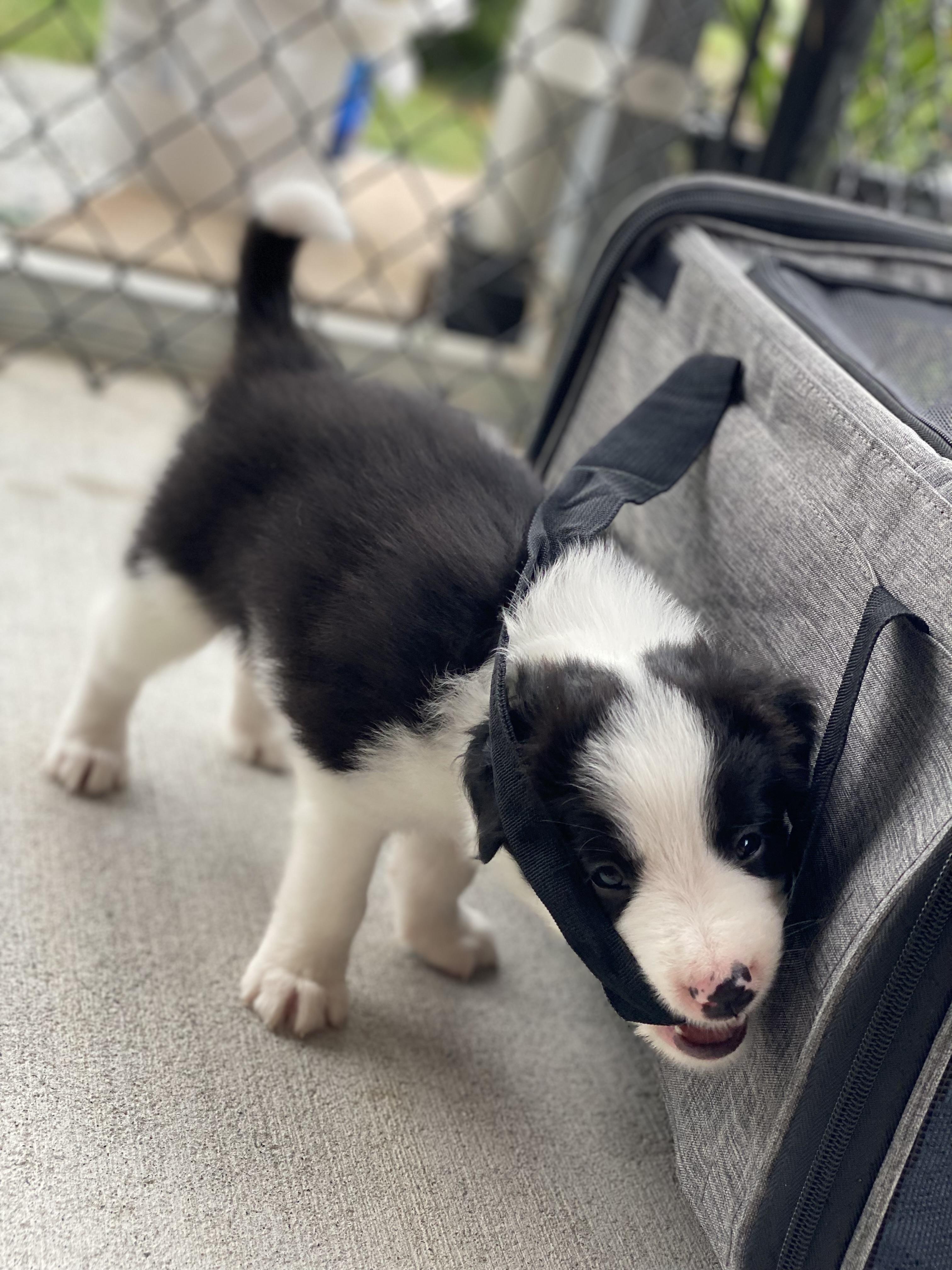 KJB Kennels in North Carolina | Border Collie and Rottweiler puppies ...