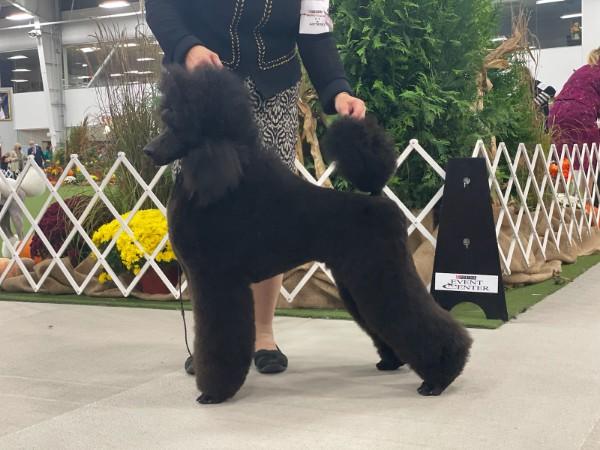 Mount Bethel Poodles and Mt Bethel Lagotti in Tennessee | Poodle ...