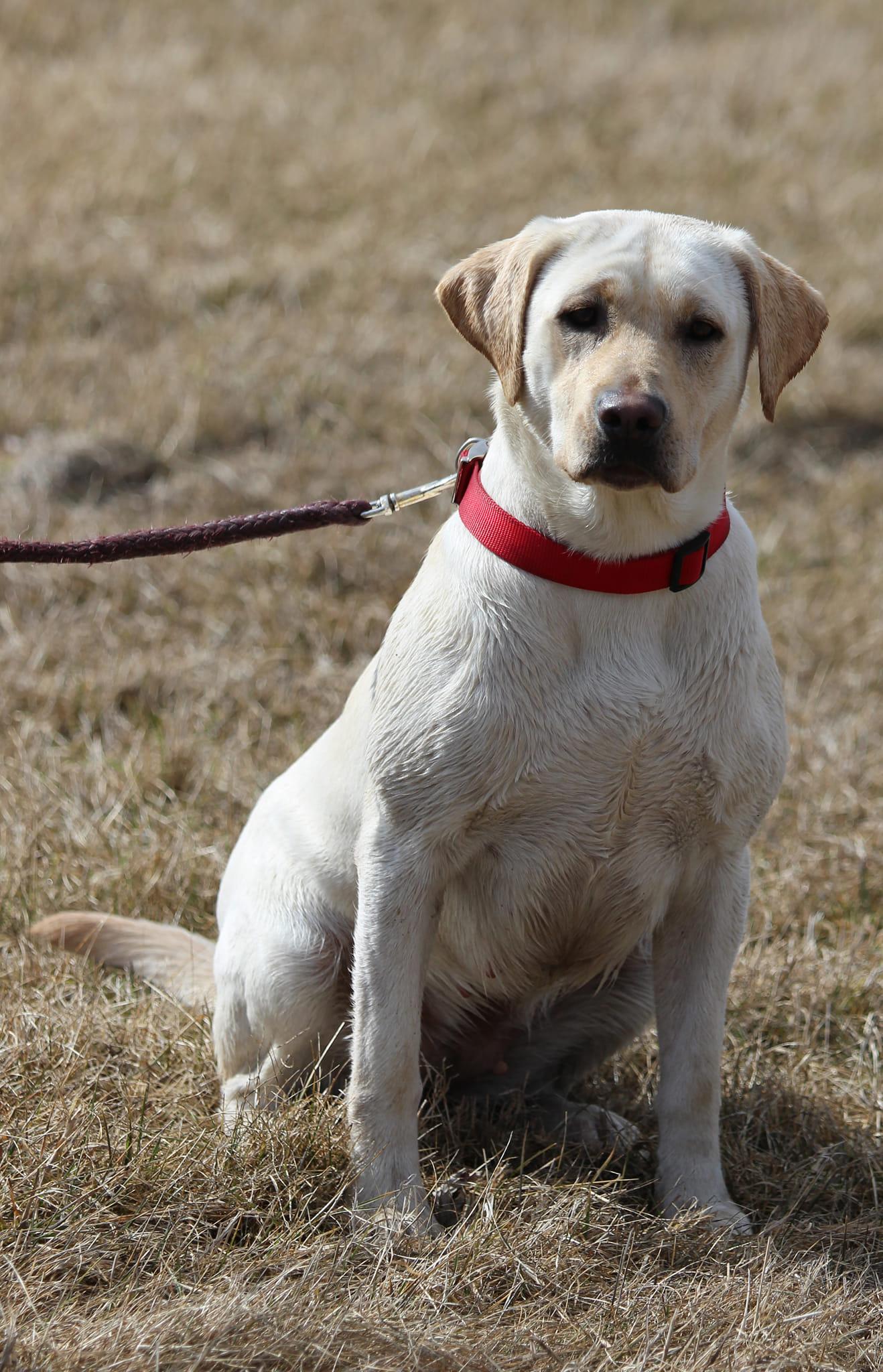 Copper View Farm- Labs in Wisconsin | Labrador Retriever puppies | Good Dog