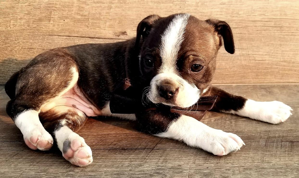 Boston Tea Party Terriers in Idaho | Boston Terrier puppies | Good Dog